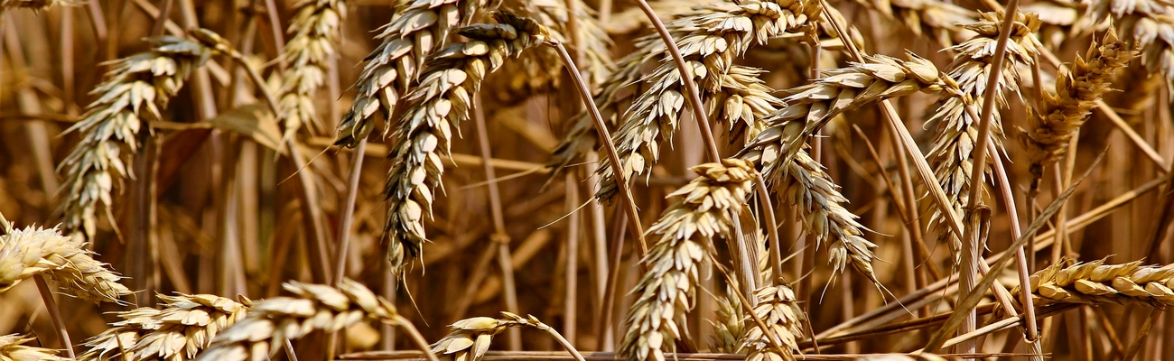 Chile Innova en Trigales de Mayor Rendimiento – RedBakery